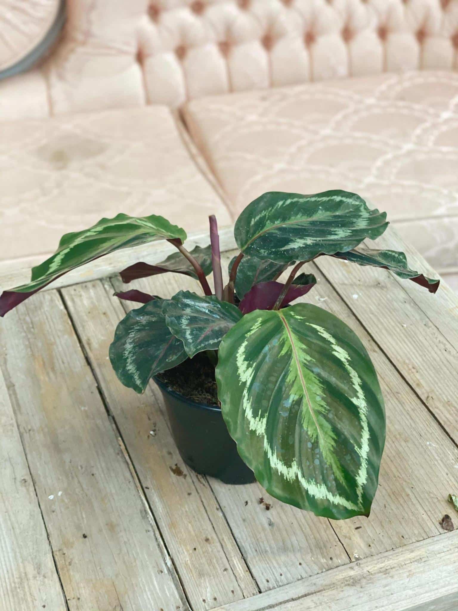 Calathea (Multiple Varieties Available) | The Watering Can Flower Market
