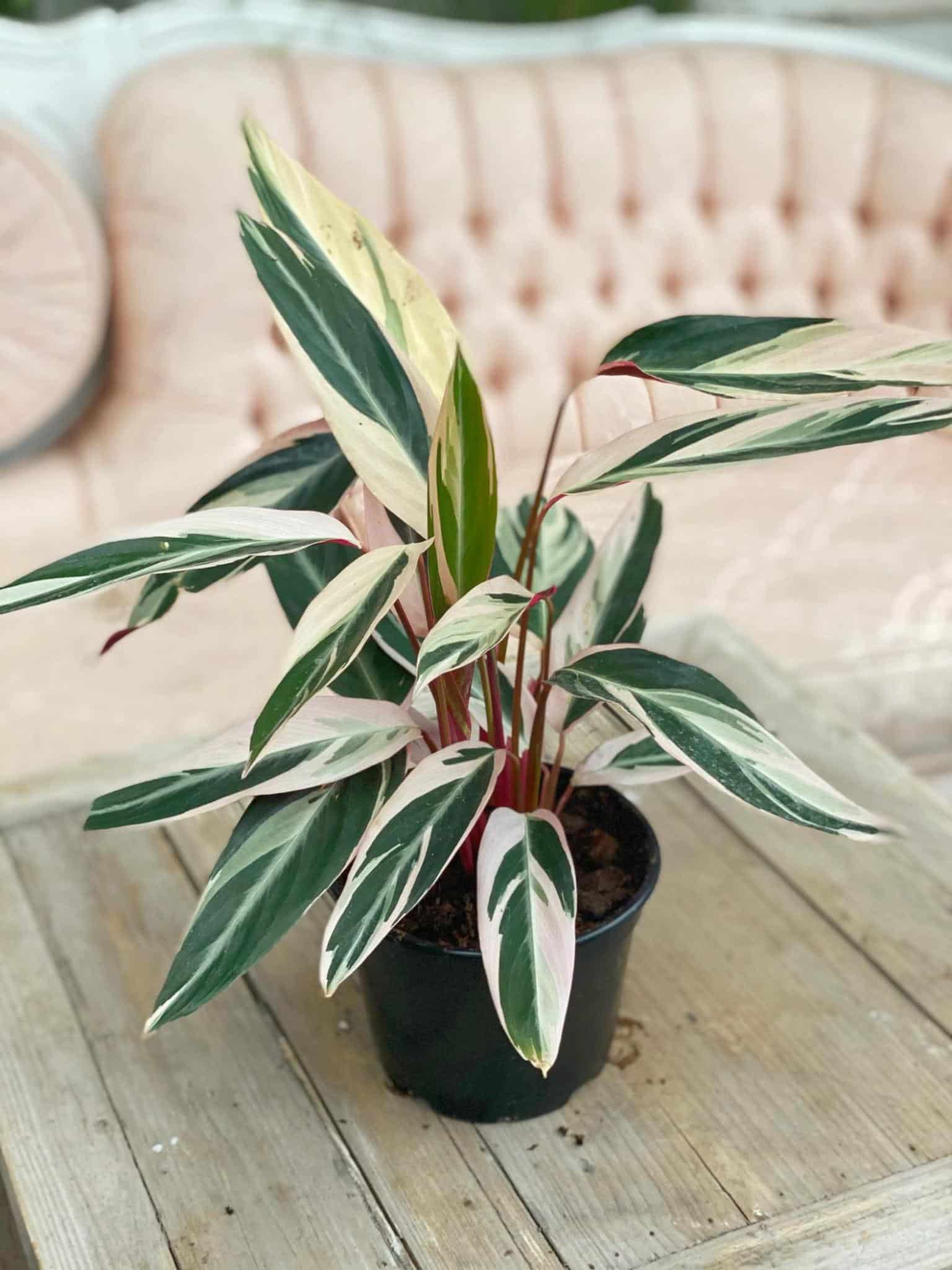 Calathea (Multiple Varieties Available) | The Watering Can Flower Market