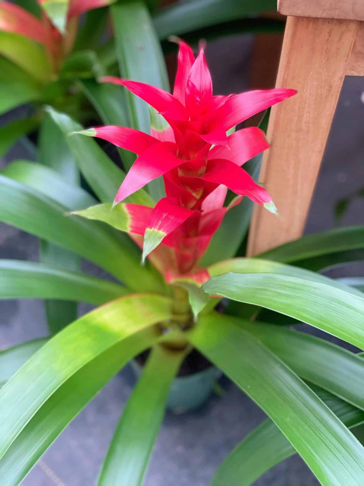 Guzmania | The Watering Can Flower Market