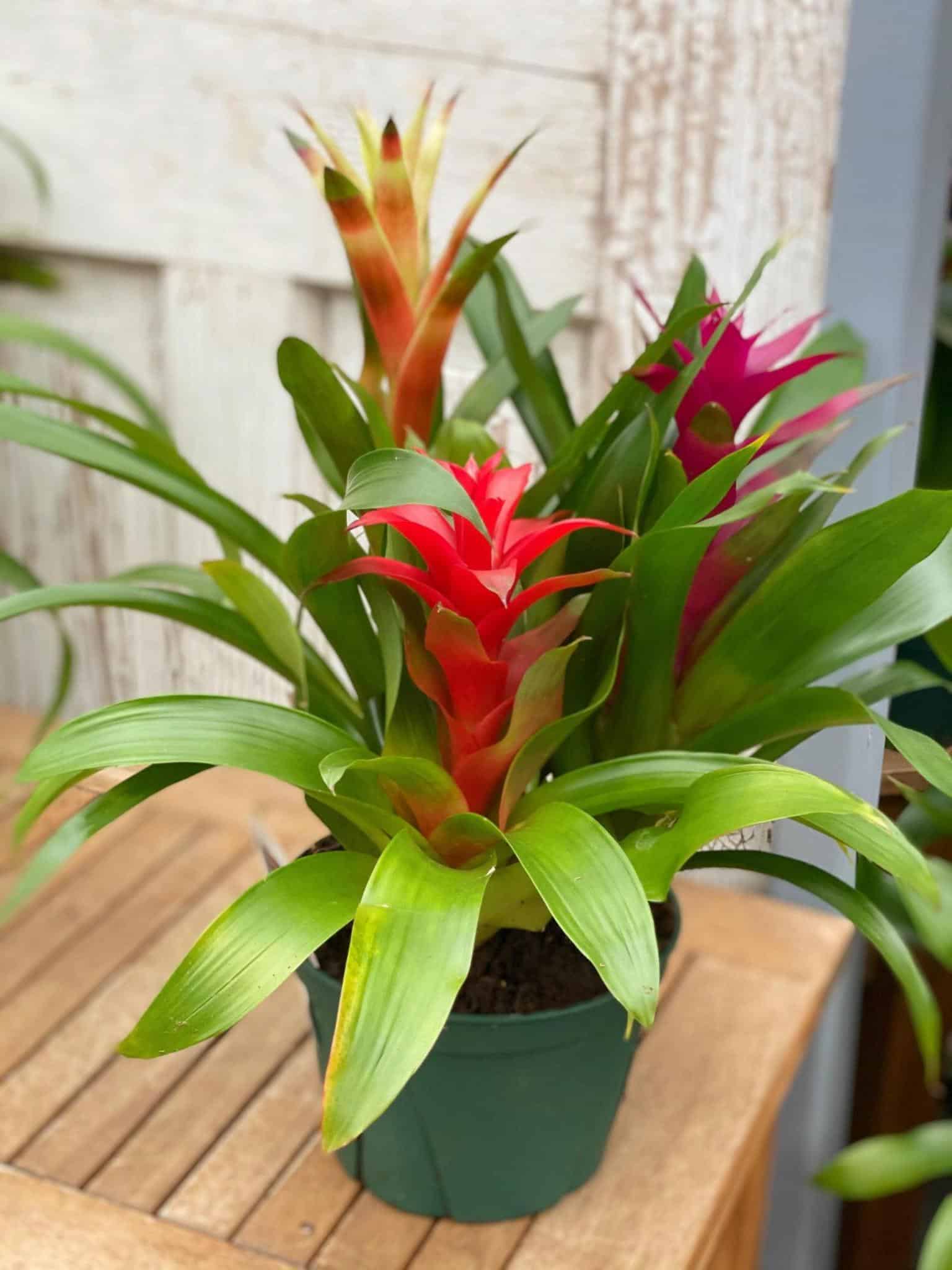 Guzmania | The Watering Can Flower Market