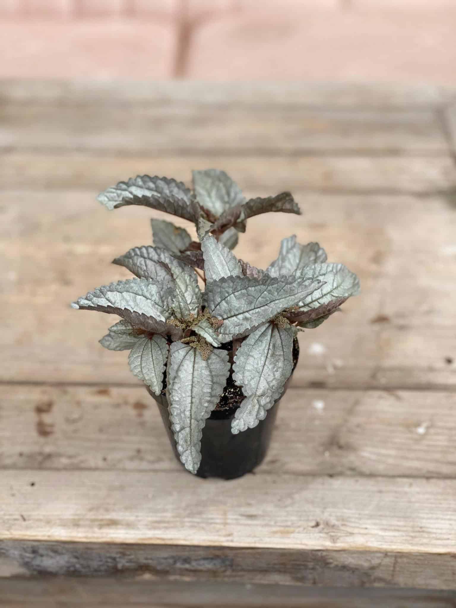 Pilea "Silver Tree" | The Watering Can Flower Market