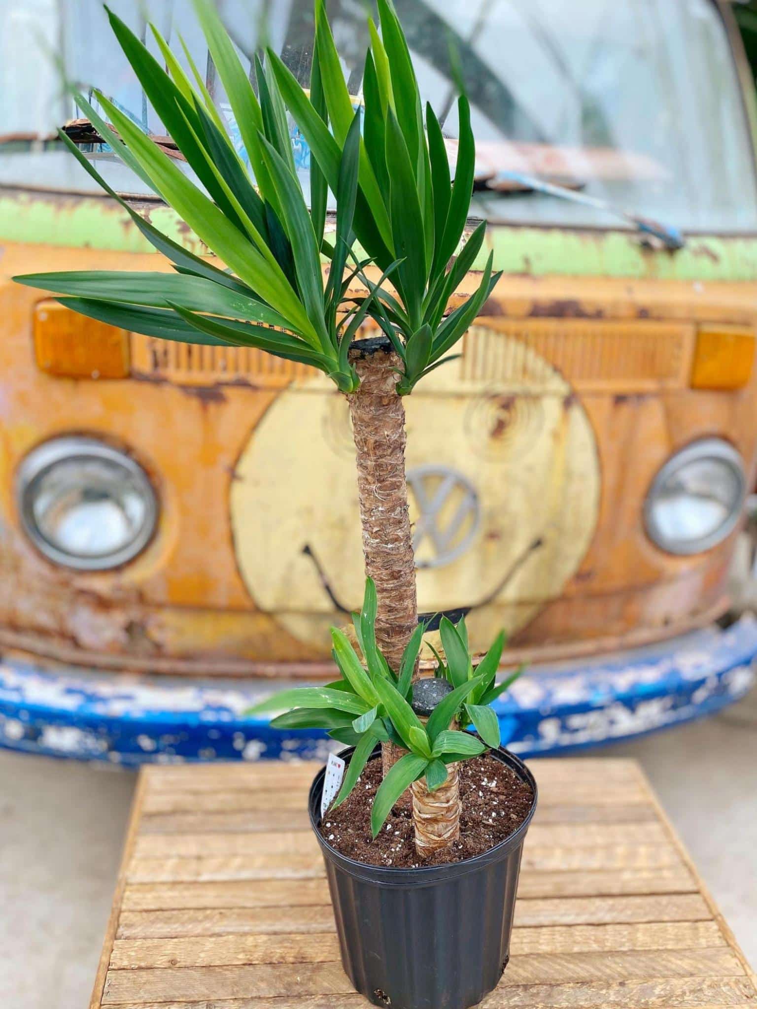 Yucca - Double Stem | The Watering Can Flower Market
