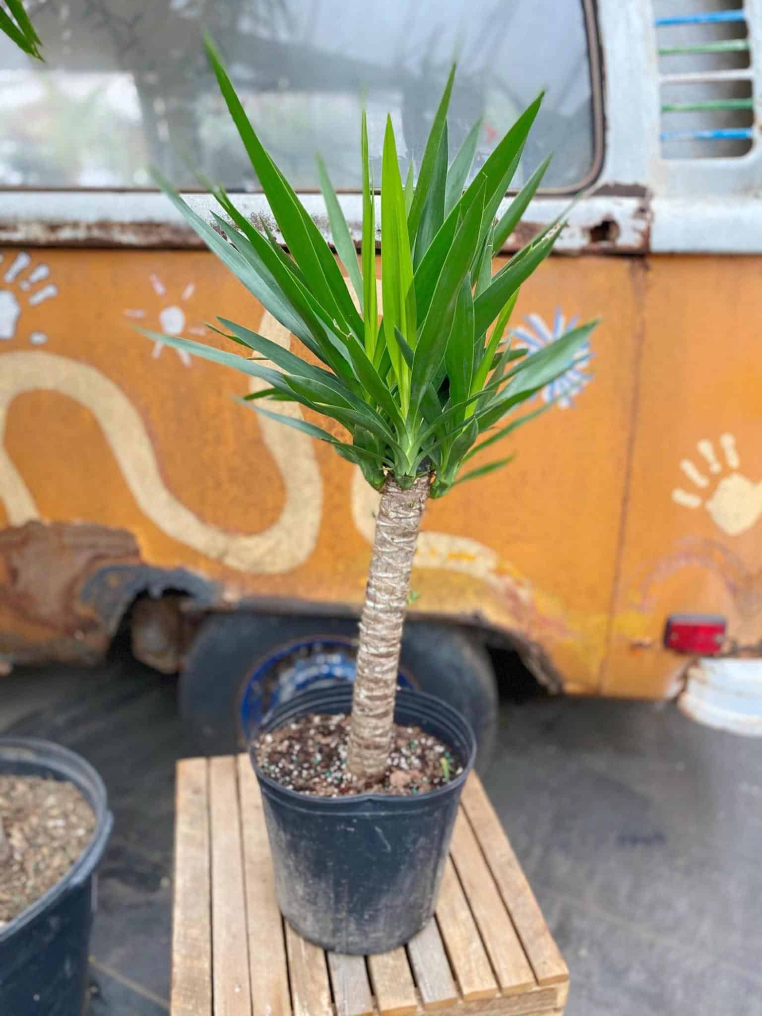 Yucca | The Watering Can Flower Market