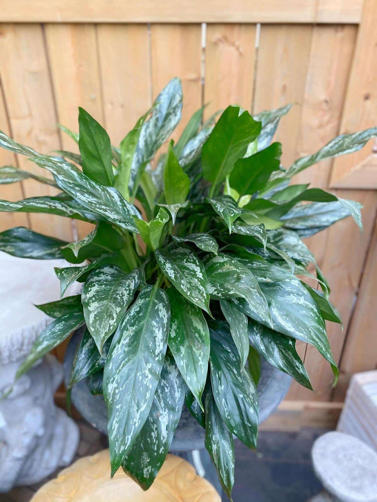 Aglaonema | The Watering Can Flower Market