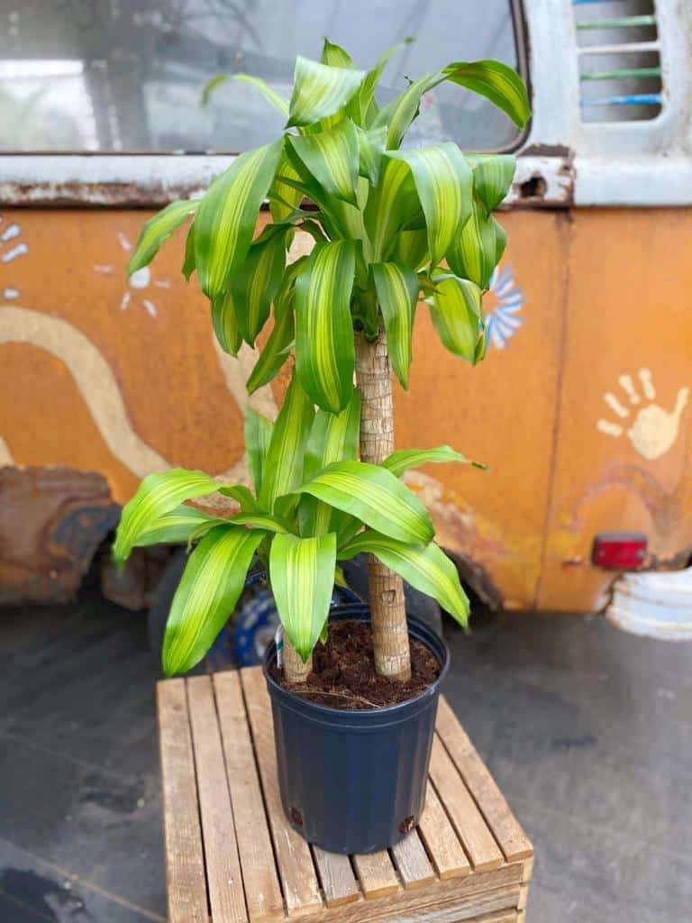 Dracaena Cane | The Watering Can Flower Market
