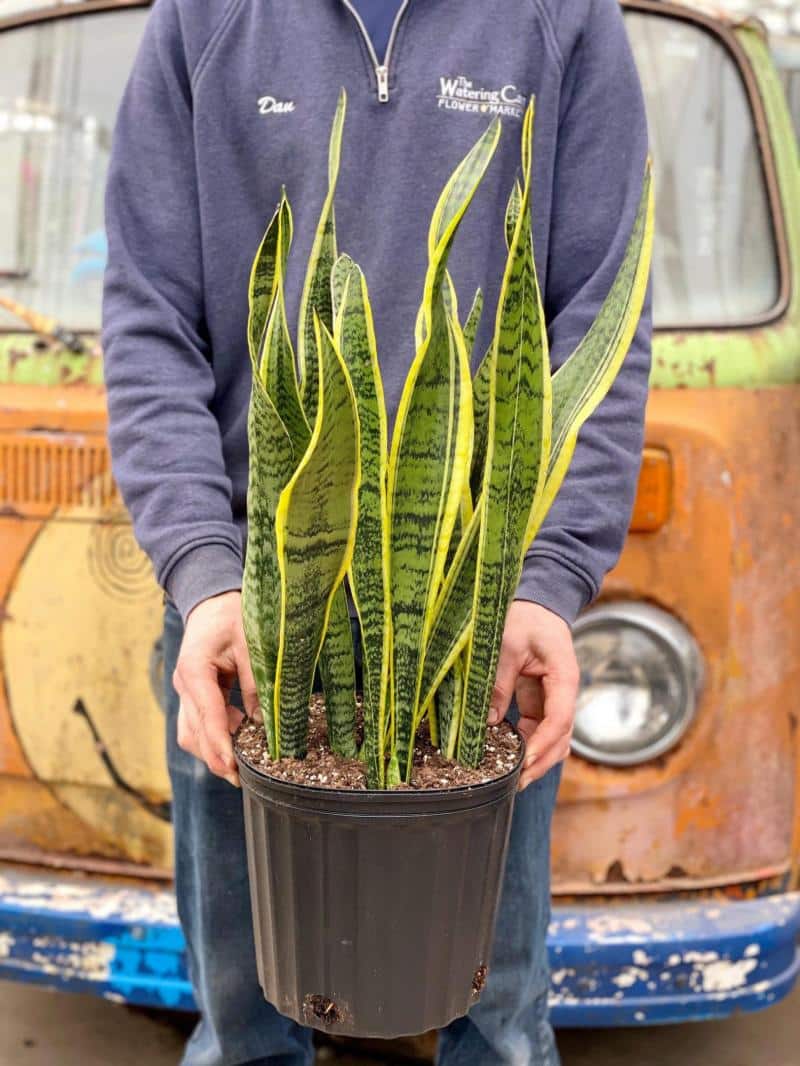 10" Monstera | The Watering Can Flower Market