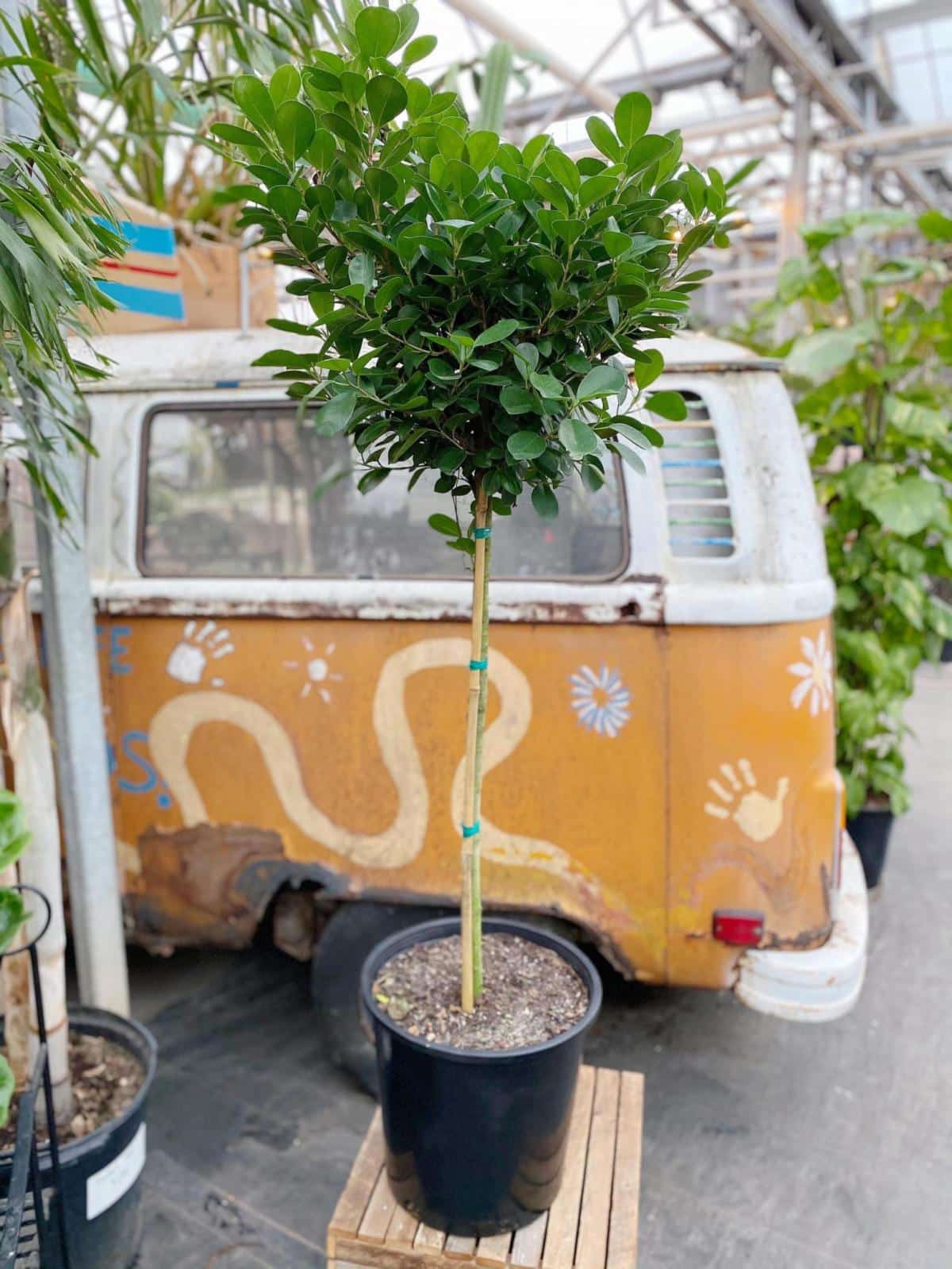 Ficus "Daniella' | The Watering Can Flower Market