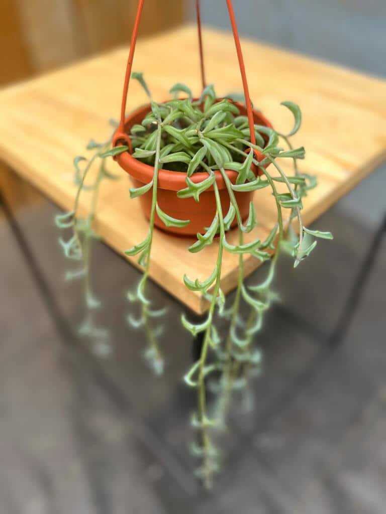 String of Dolphins | The Watering Can Flower Market