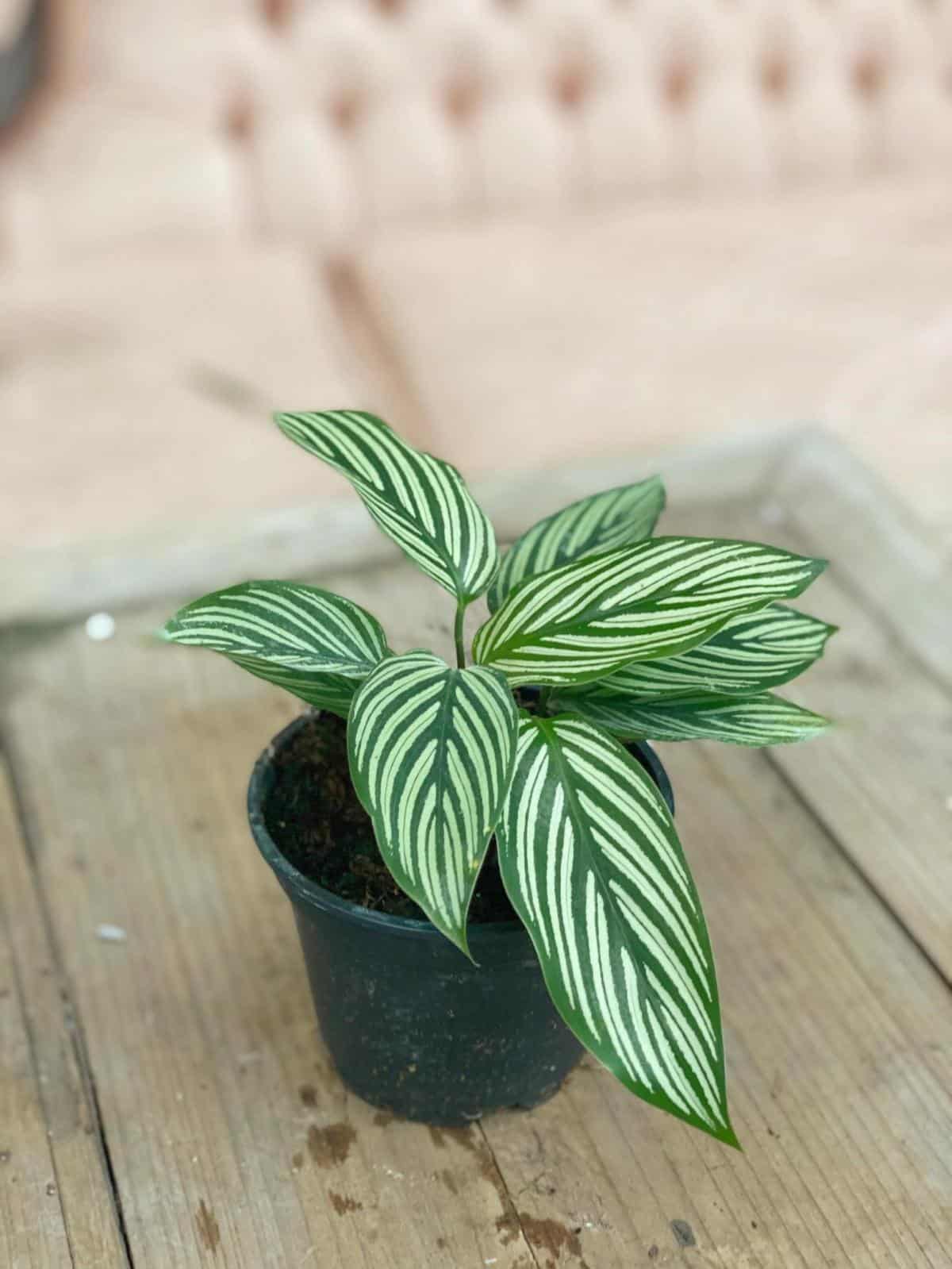 Calathea (Multiple Varieties Available) | The Watering Can Flower Market
