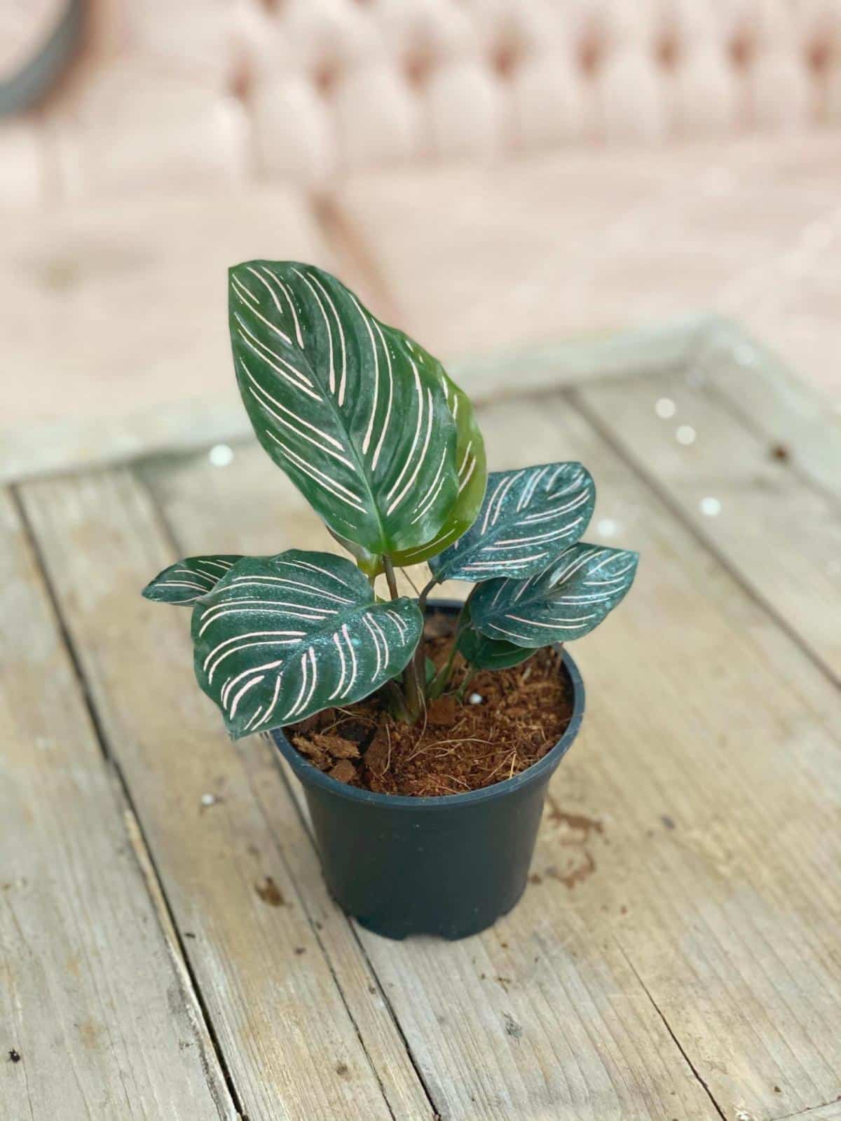 Calathea (Multiple Varieties Available) | The Watering Can Flower Market