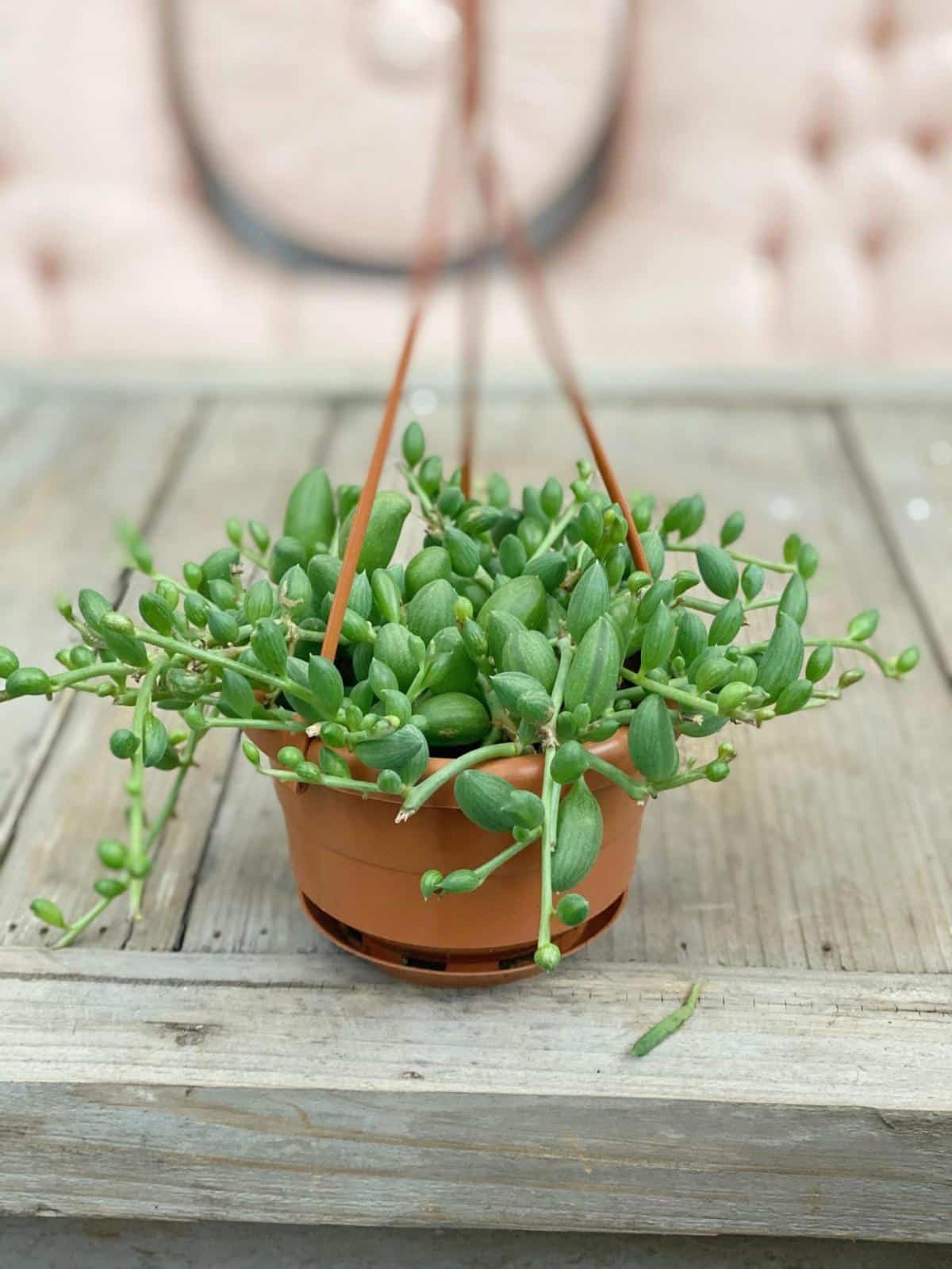 String of Watermelons | The Watering Can Flower Market