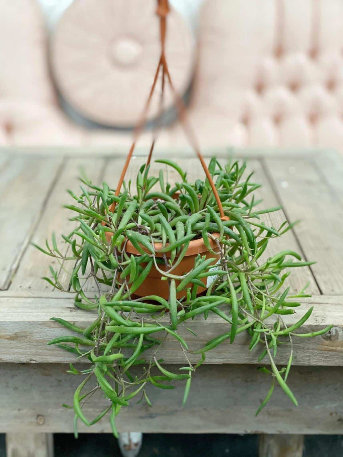 String of Pickles | The Watering Can Flower Market