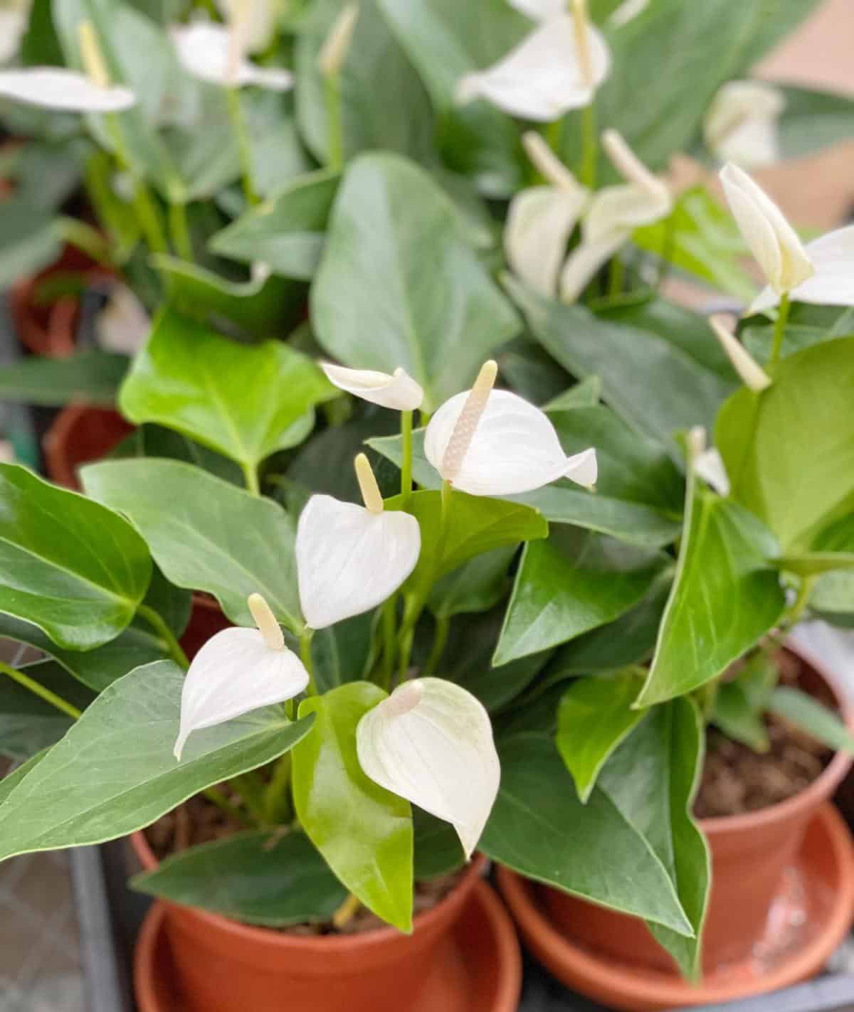 Anthurium | The Watering Can Flower Market