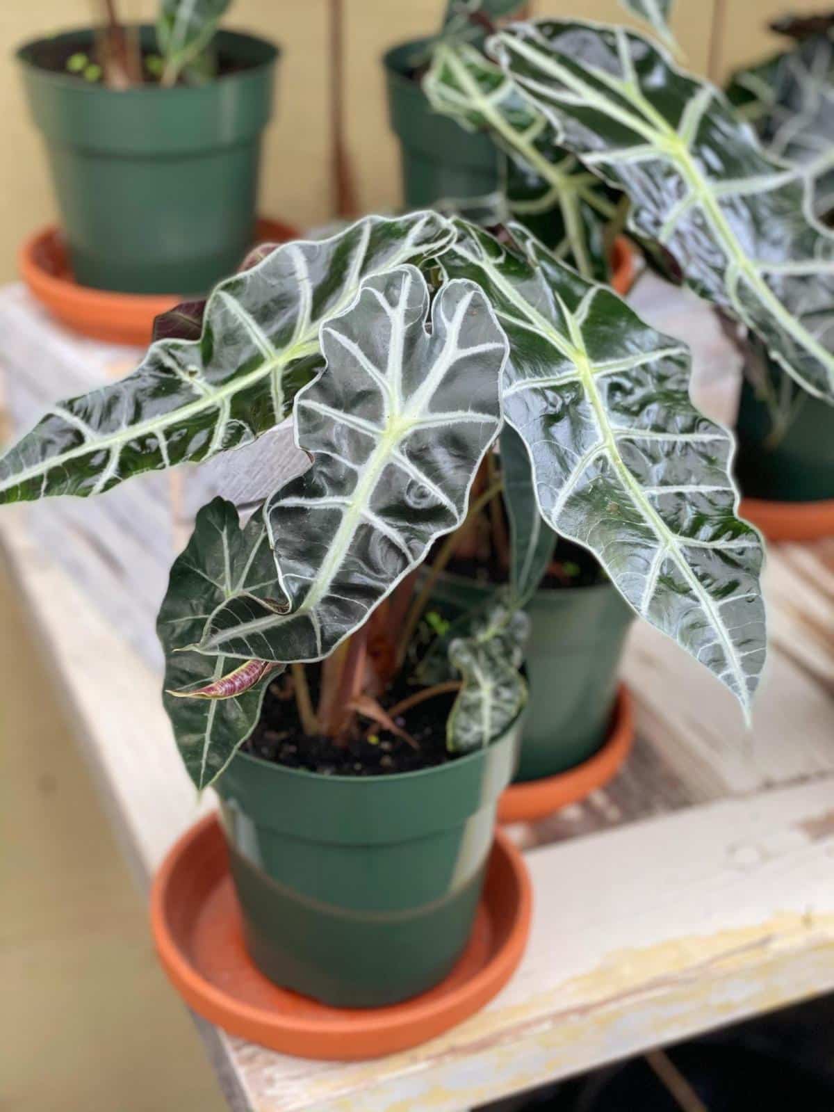 Alocasia "Polly" | The Watering Can Flower Market