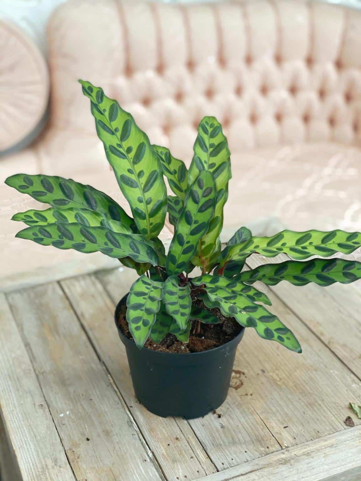 Calathea (Multiple Varieties Available) | The Watering Can Flower Market