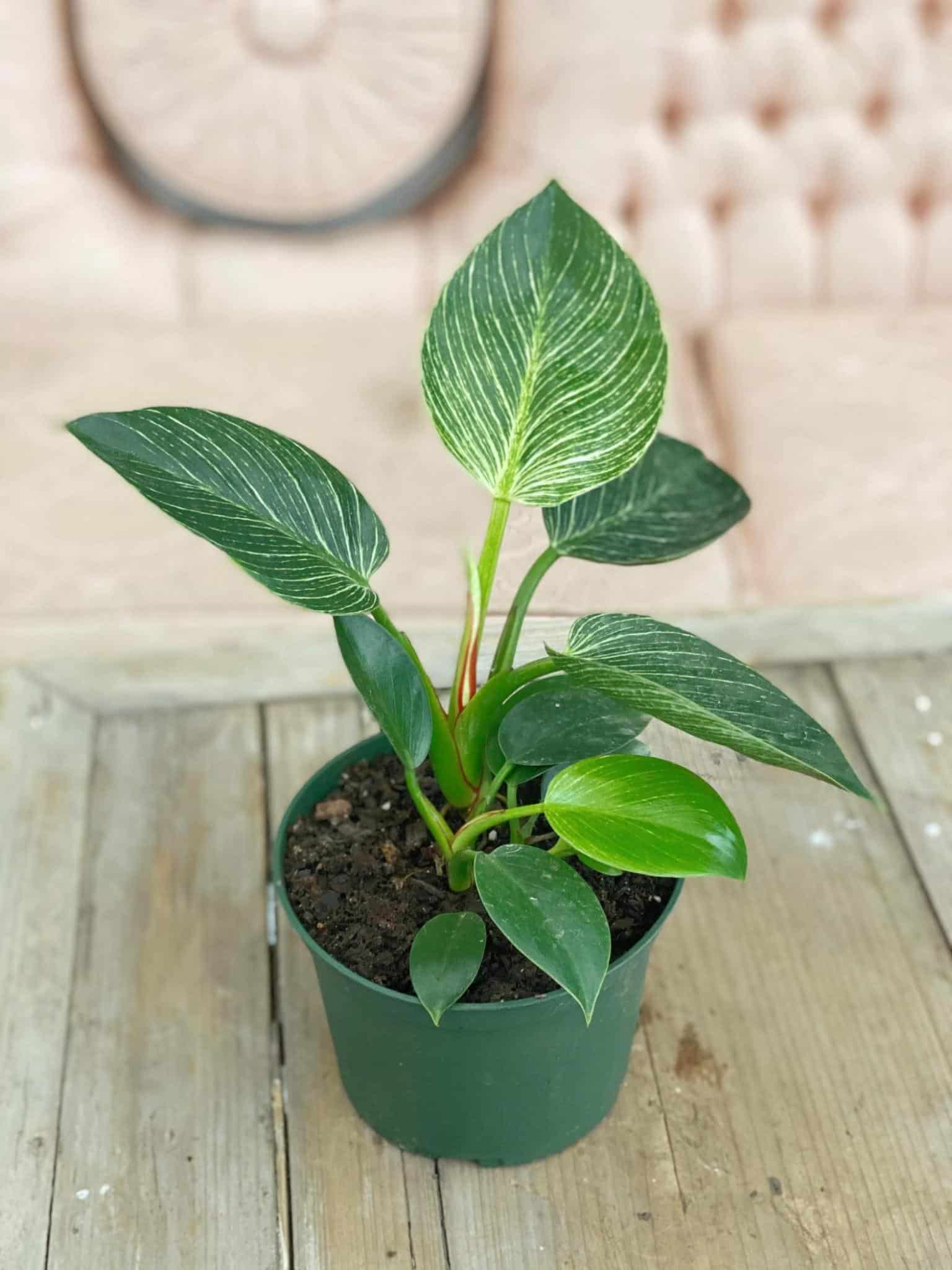 Philodendron "Birkin" | The Watering Can Flower Market