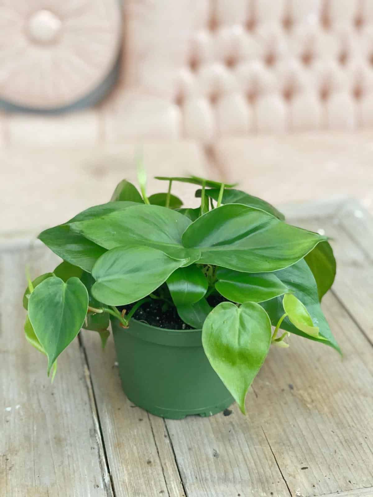 Philodendron "Cordatum" | The Watering Can Flower Market