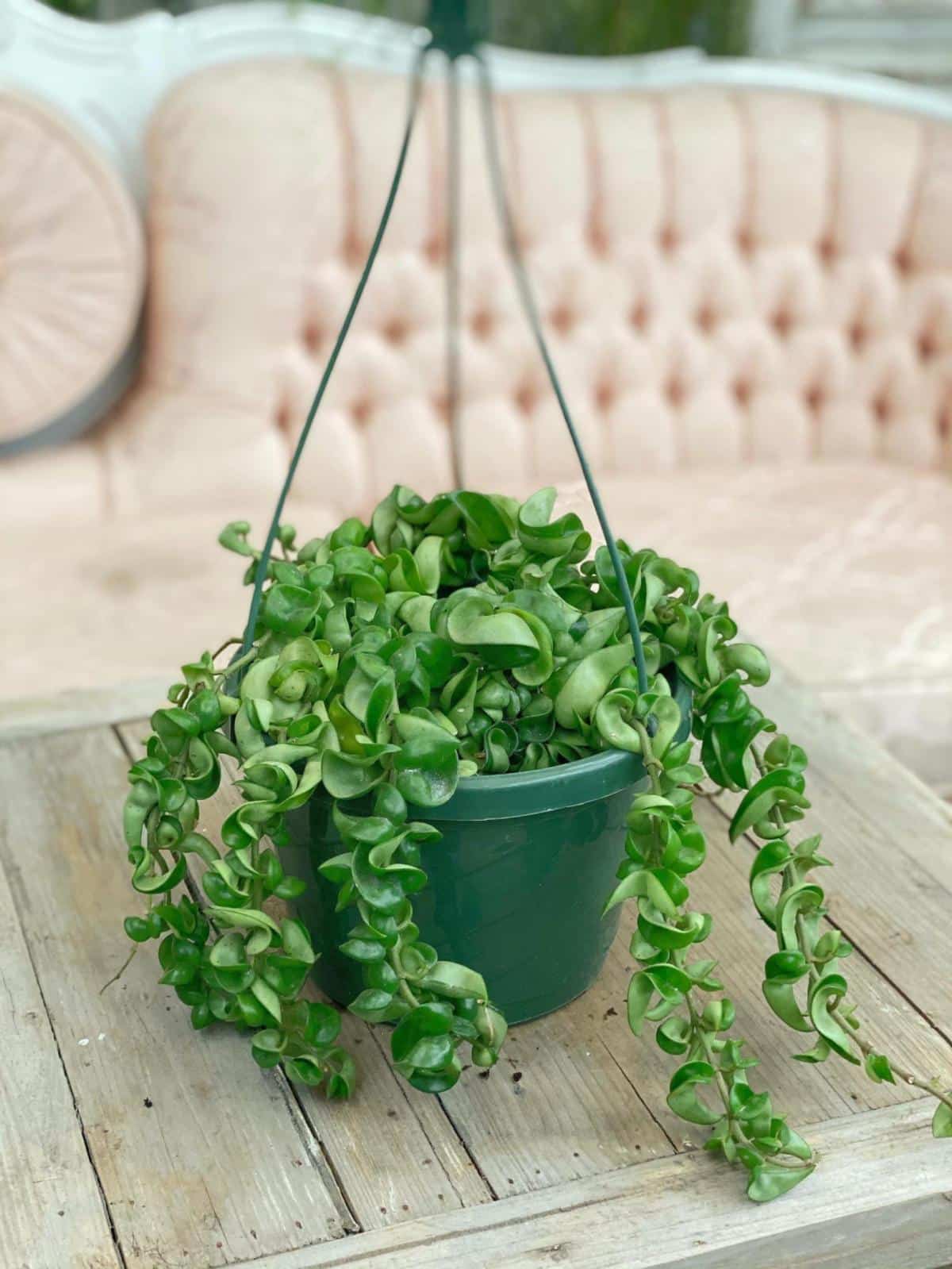 Hoya "Hindu Rope" | The Watering Can Flower Market