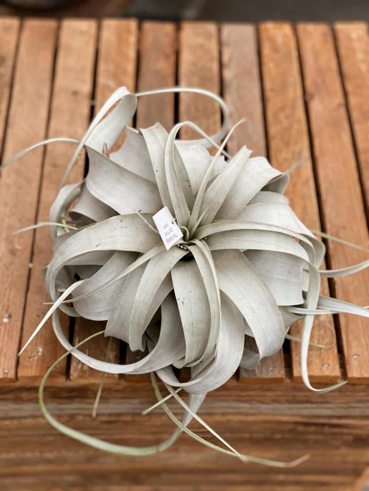 Tillandsia Capitata | The Watering Can Flower Market