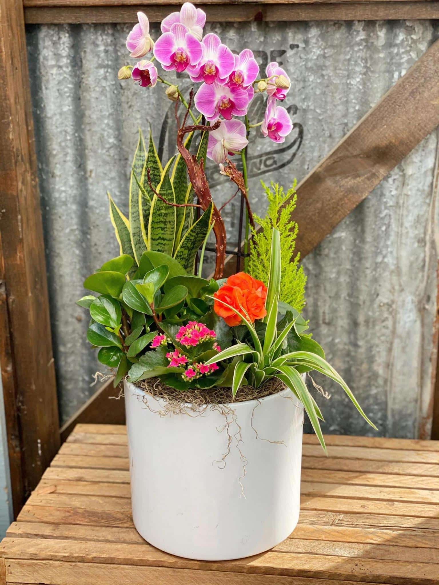 Striking Tropics | The Watering Can Flower Market