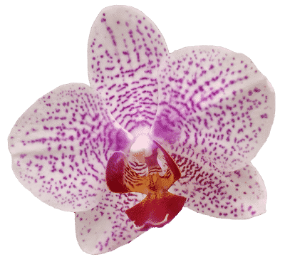 Orchids | The Watering Can Flower Market