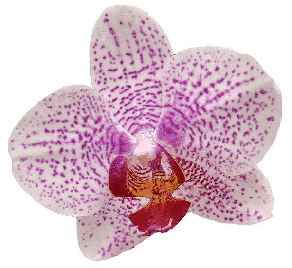 Orchids | The Watering Can Flower Market