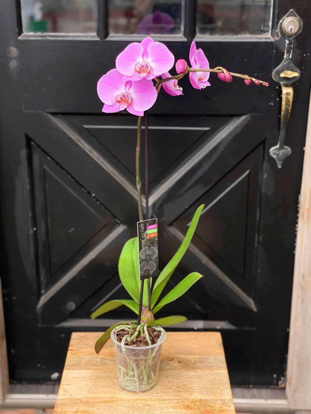Single Stem Orchid | The Watering Can Flower Market