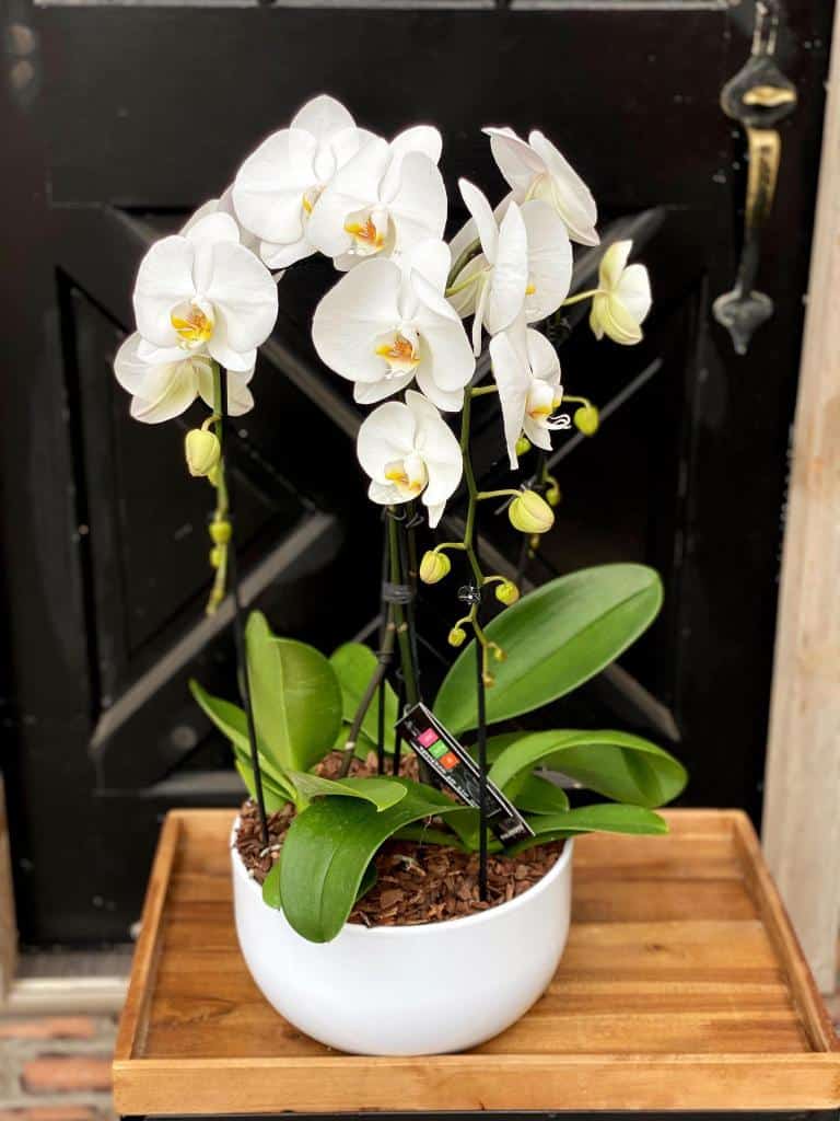 Hello Spring! | The Watering Can Flower Market