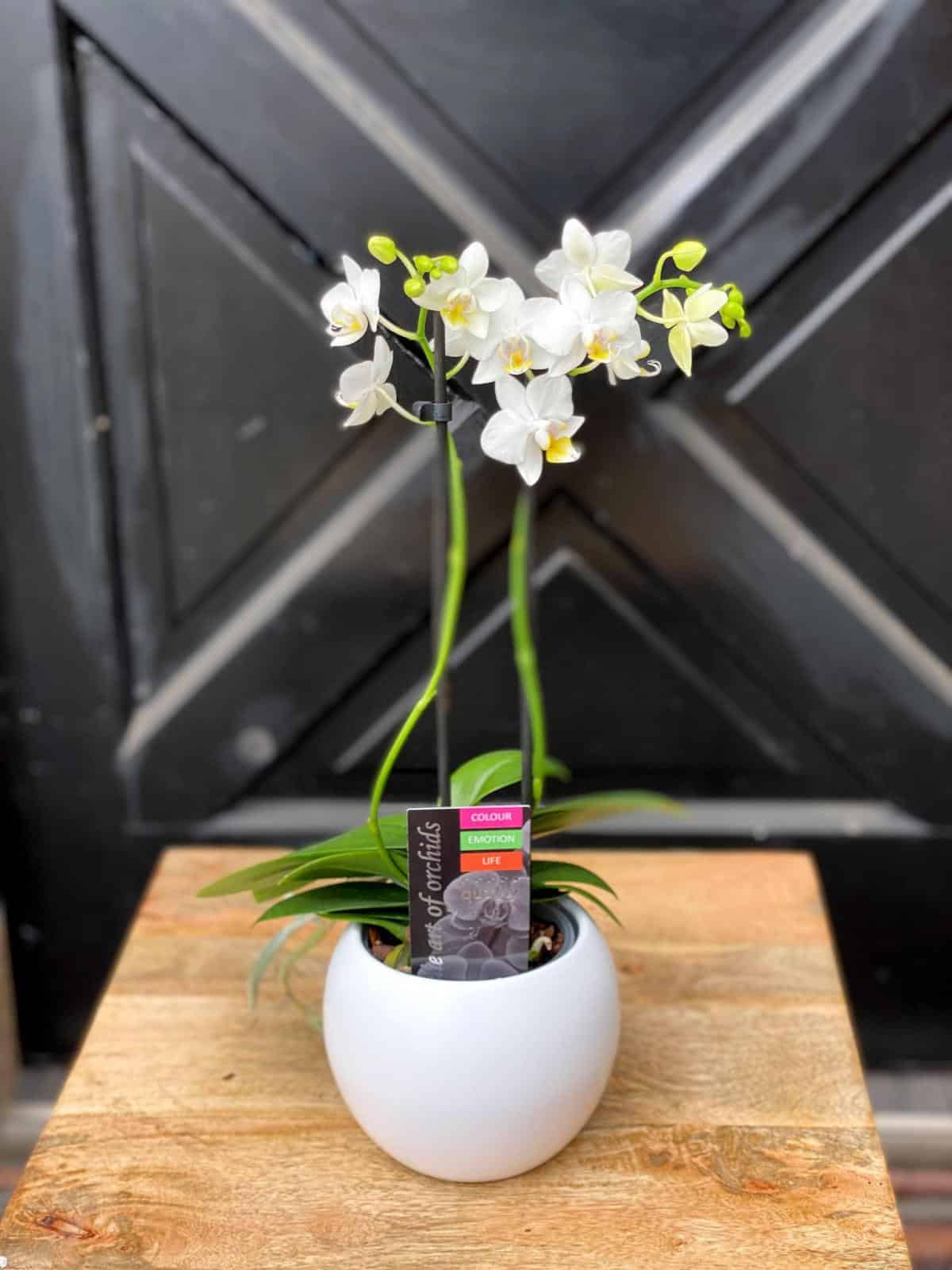 Hello Spring! | The Watering Can Flower Market