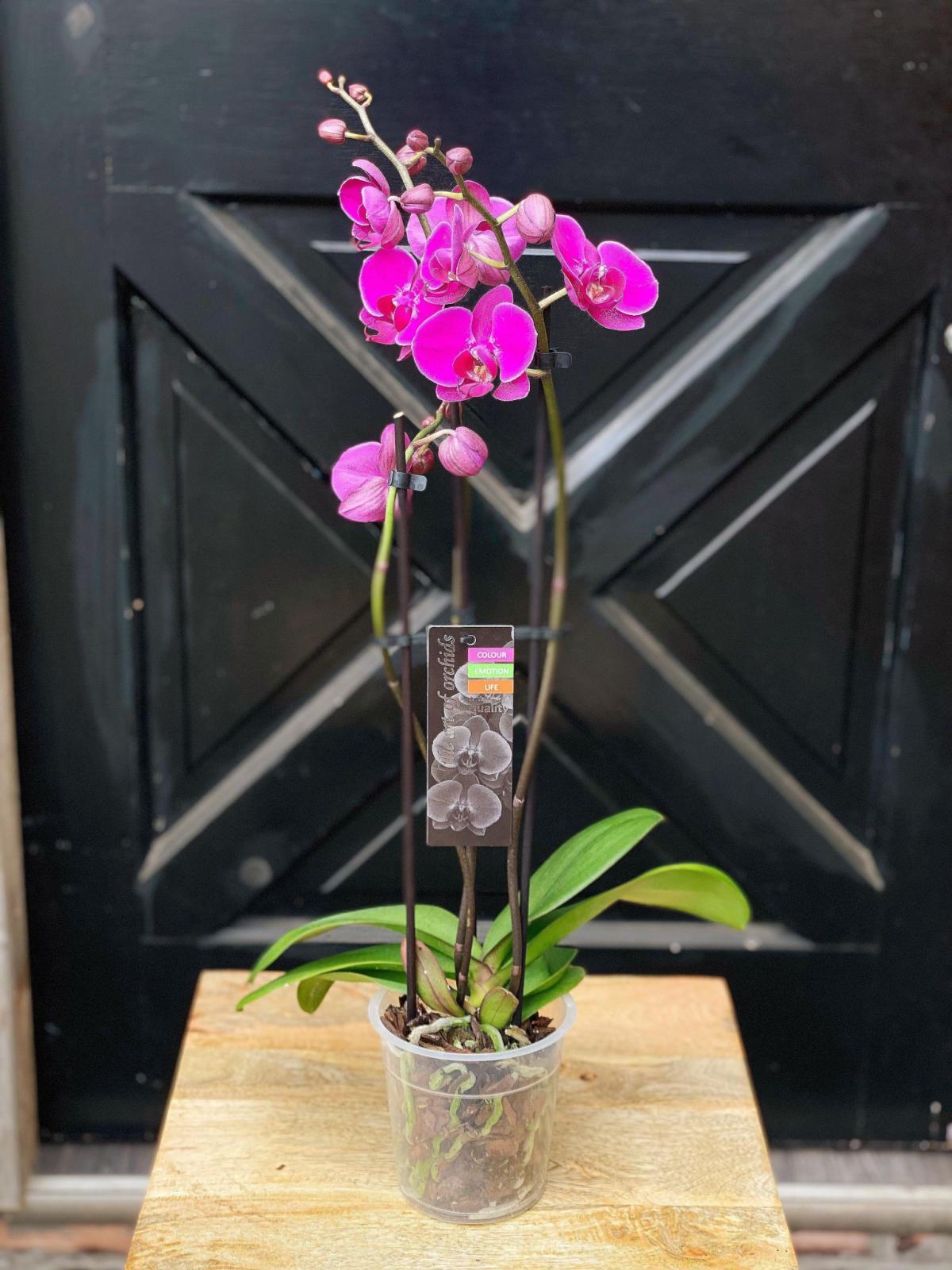 Hello Spring! | The Watering Can Flower Market