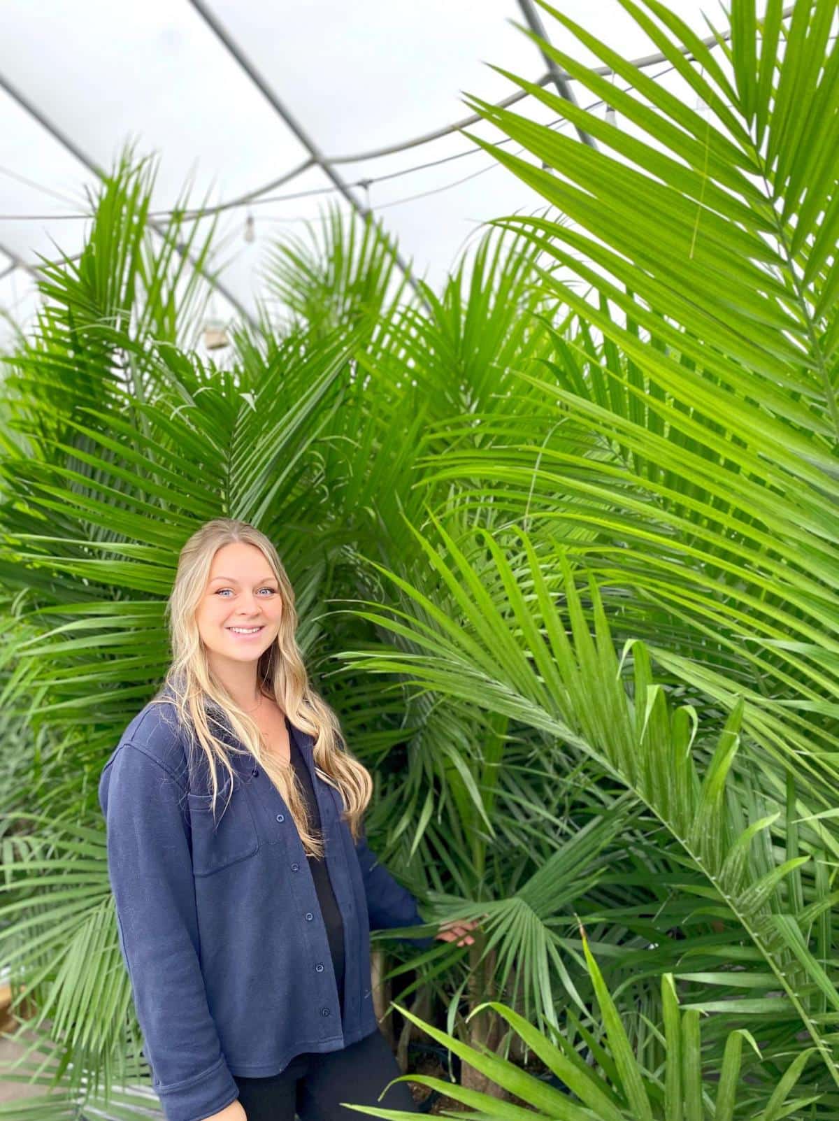 Majesty Palms | The Watering Can Flower Market