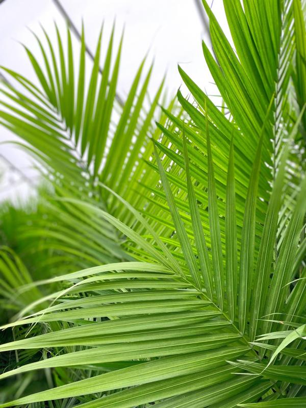 Majesty Palms | The Watering Can Flower Market