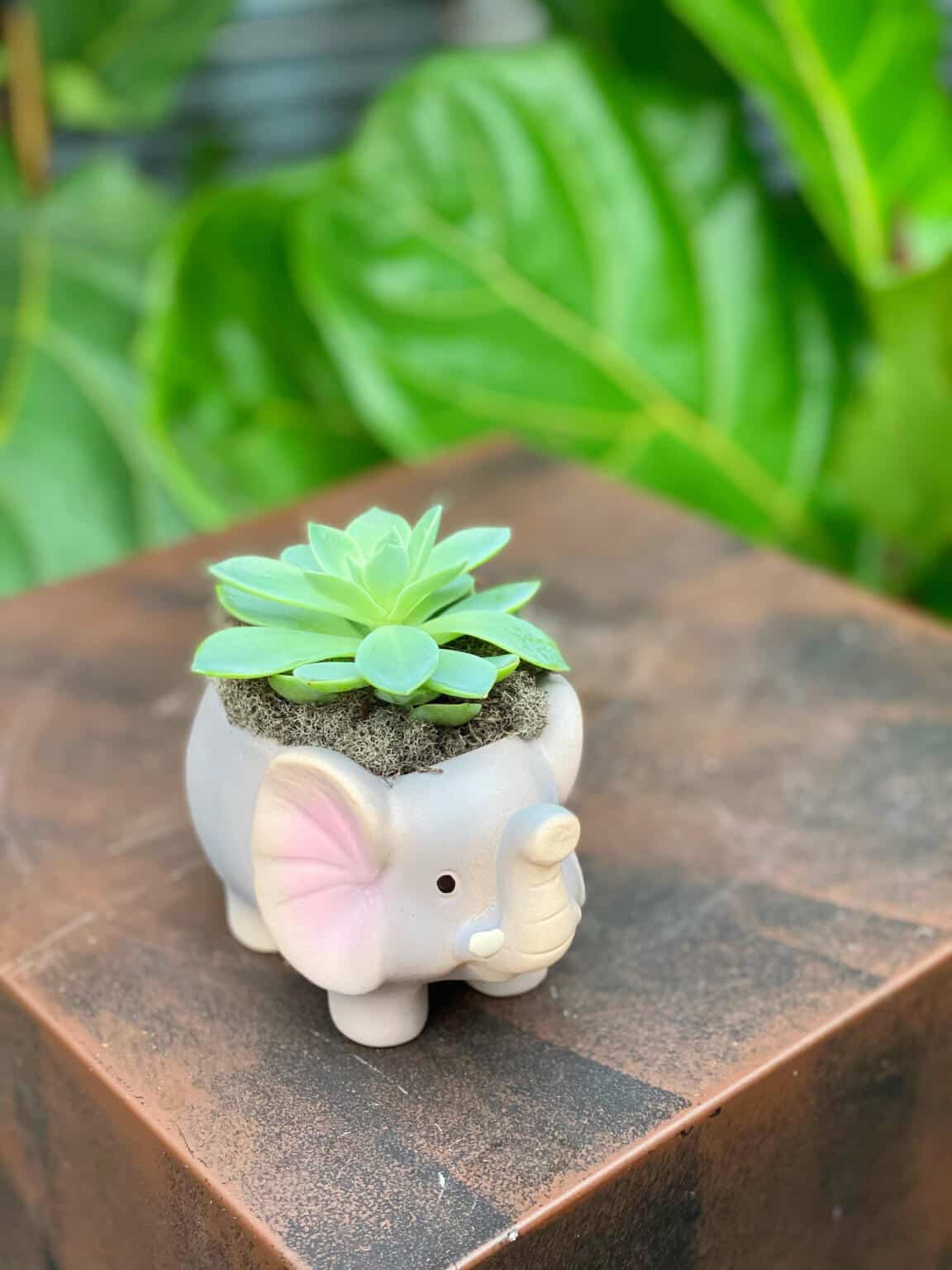 Babar the Elephant DIY | The Watering Can Flower Market
