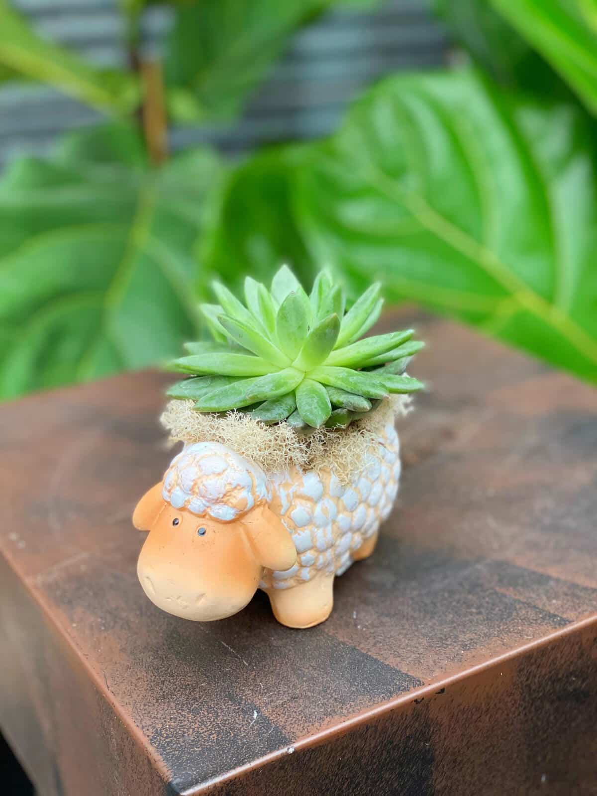 Bo Peep’s Sheep DIY | The Watering Can Flower Market