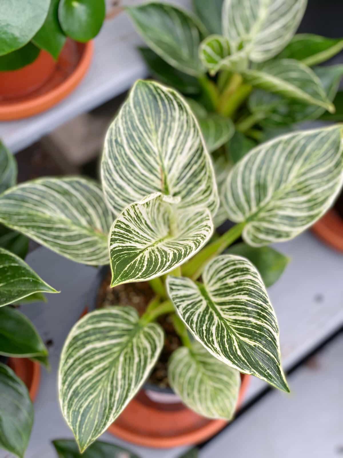 Philodendron "Birkin" | The Watering Can Flower Market