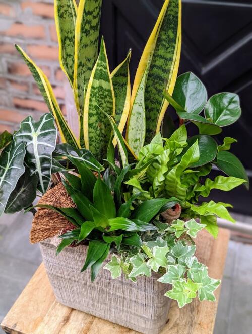 Pure Air Oasis | The Watering Can Flower Market