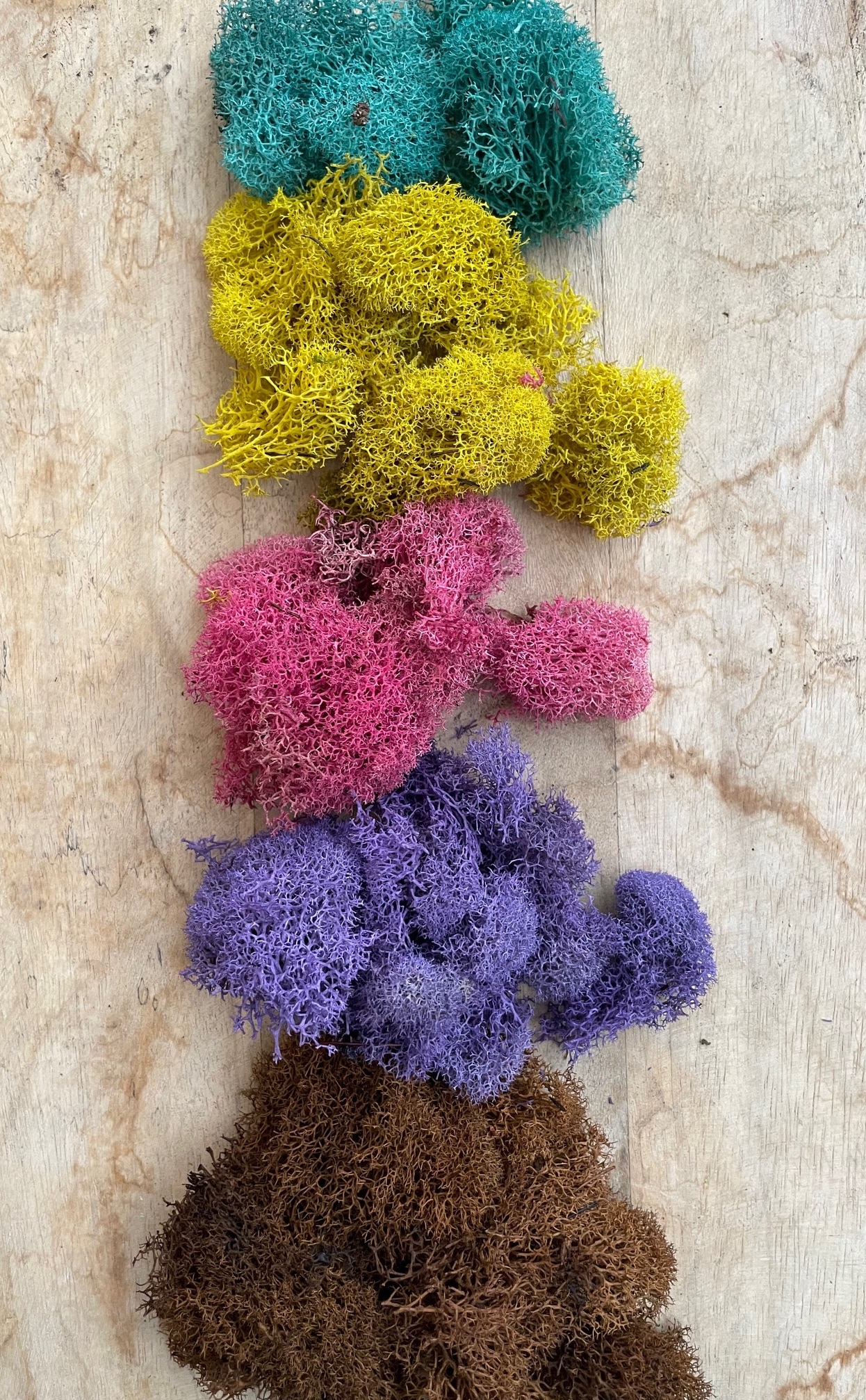 Kids Moss Memories - DIY | The Watering Can Flower Market