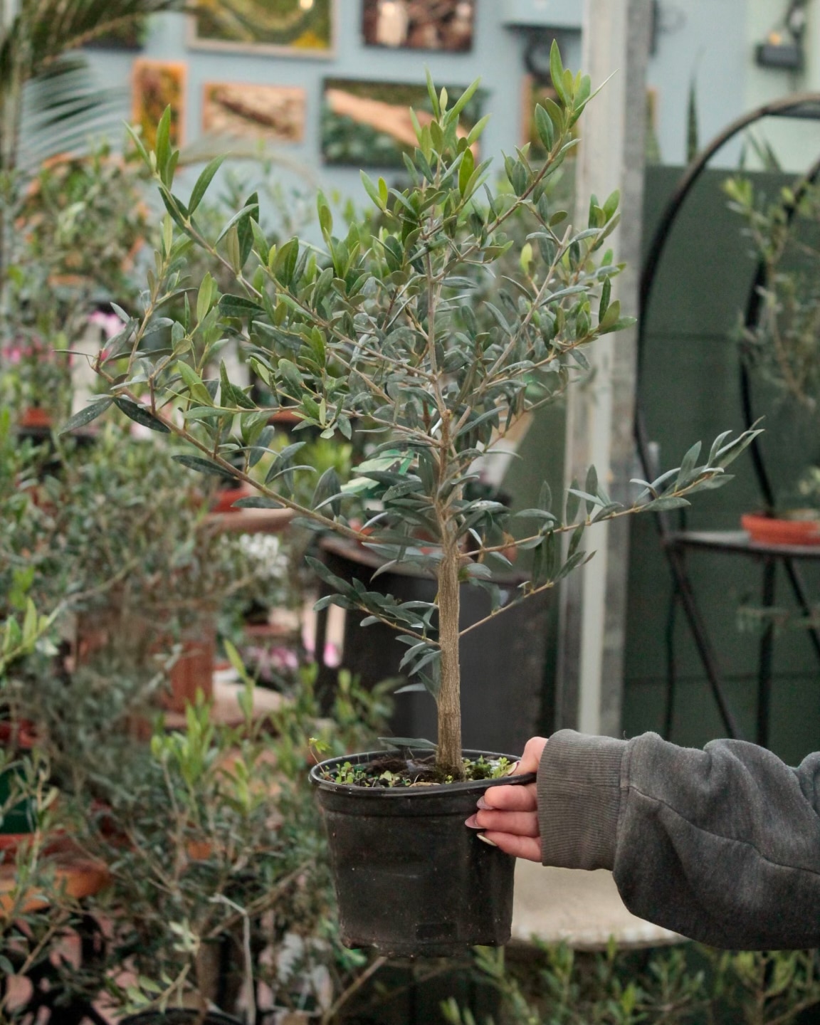 6" Olive Tree | The Watering Can Flower Market