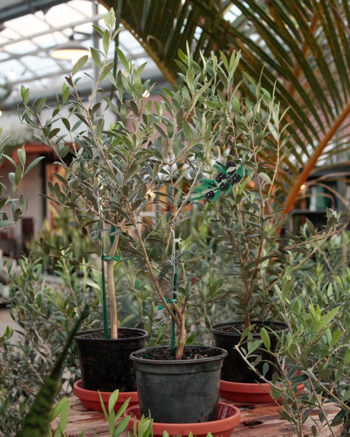 6" Olive Tree | The Watering Can Flower Market